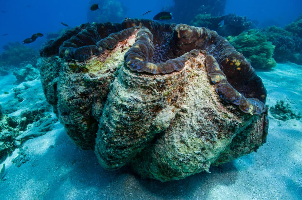 Giant Clams' Solar-Energy Secrets Unlocked | Climate Solutions News