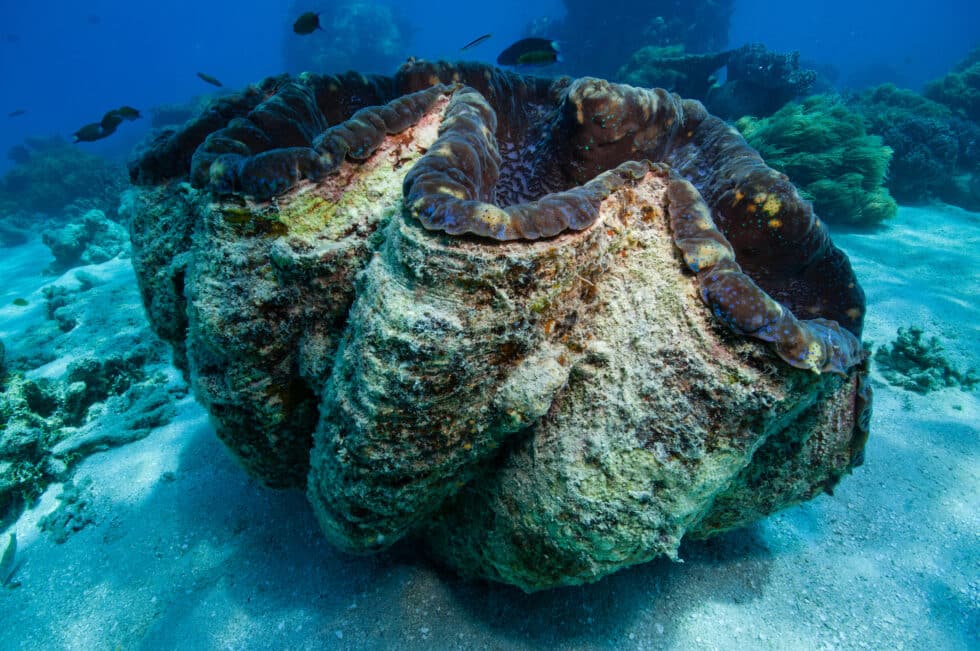 Giant Clams' Solar-Energy Secrets Unlocked | Climate Solutions News